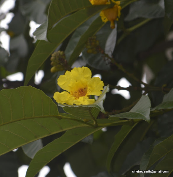 Markhamia, Nile tulip, Nile Trumpet or Siala tree | Project Noah