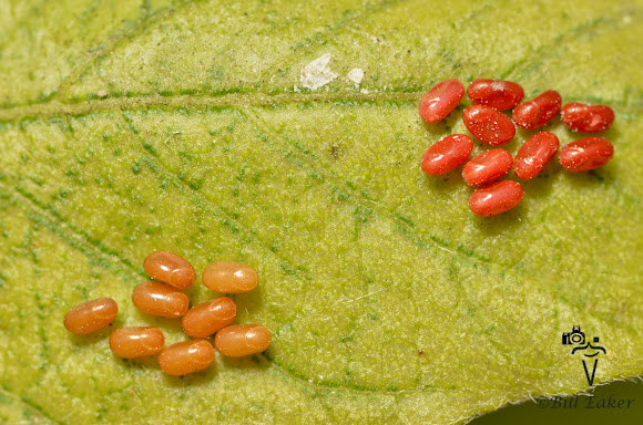 Eastern Boxelder Bug Eggs | Project Noah