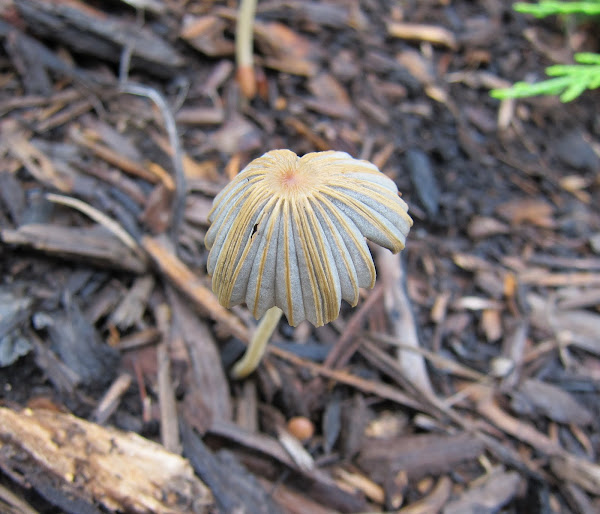 Pleated Inky Cap Mushrooms | Project Noah