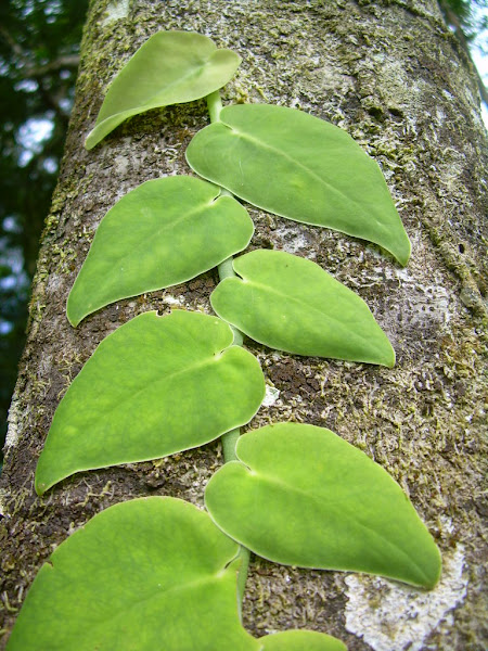 Shingle Vine | Project Noah