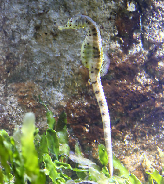 Seahorse | Project Noah