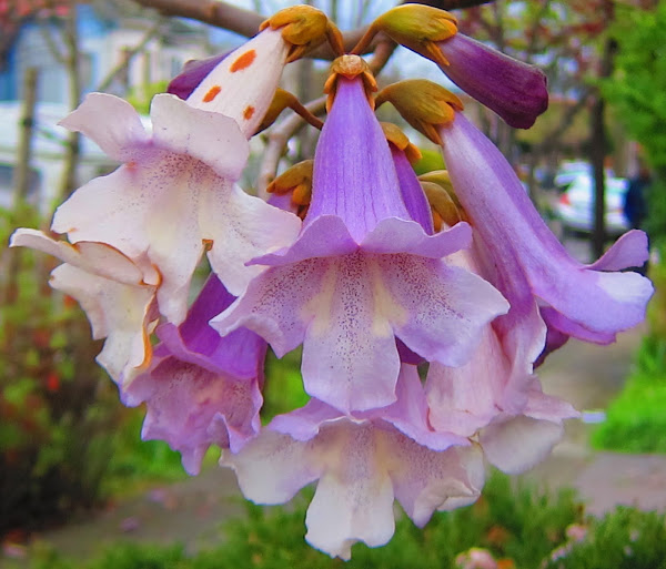 Empress Tree | Project Noah