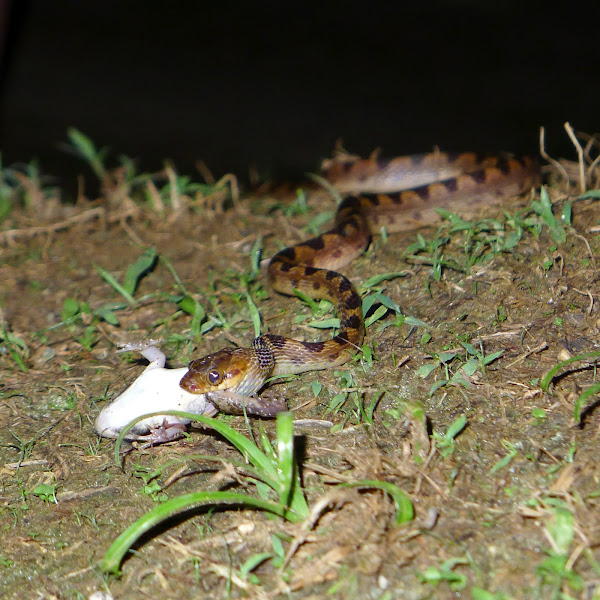 Cat-eyed snake | Project Noah