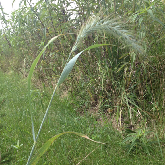 Canada wild rye | Project Noah