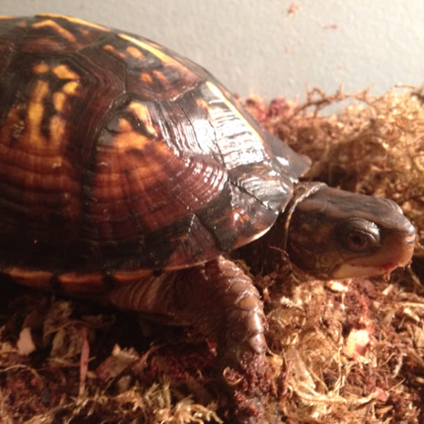 Eastern box turtle | Project Noah