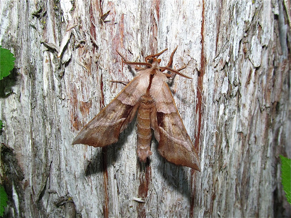 Walnut Sphinx | Project Noah