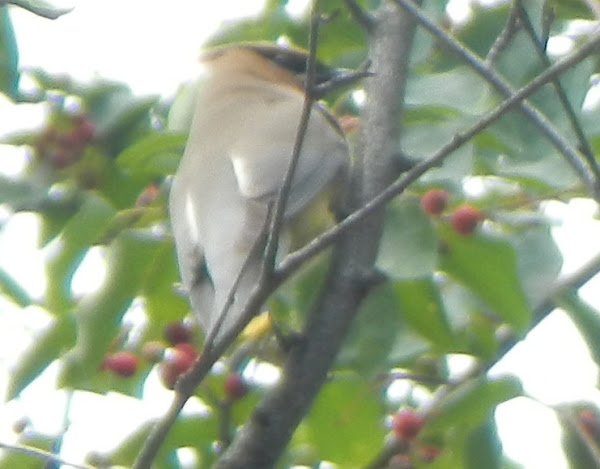 Cedar Waxwing | Project Noah