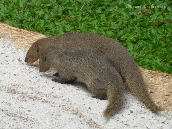 Grey Mongoose | Project Noah