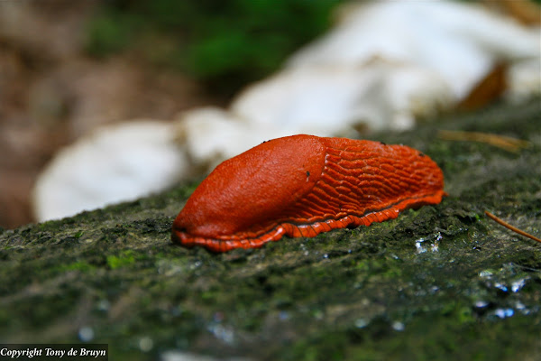 red slug | Project Noah