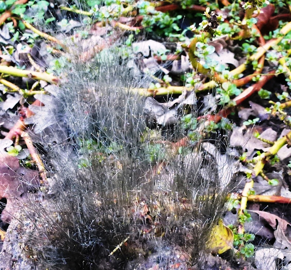 Phycomyces sp. | Project Noah