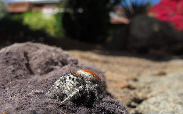Jumping Spider (Gravid) | Project Noah