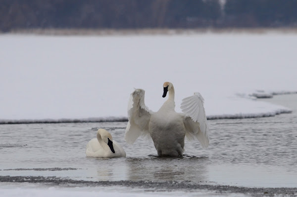 Trumpeter Swan | Project Noah