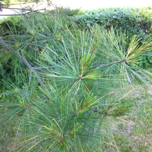 White Pine | Project Noah