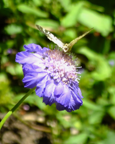 Clodius Parnassian | Project Noah