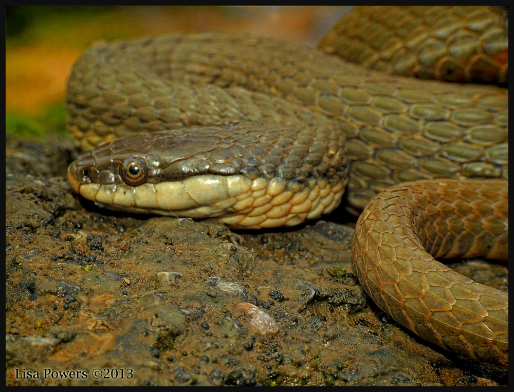 Queensnake | Project Noah