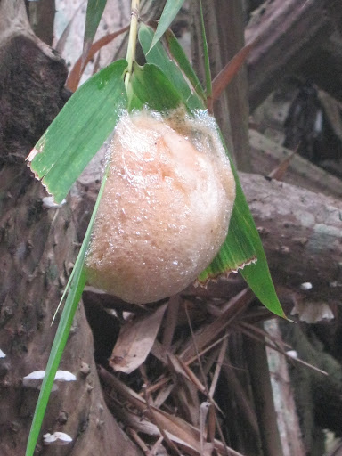 Foam Nest of a Common Tree Frog | Project Noah