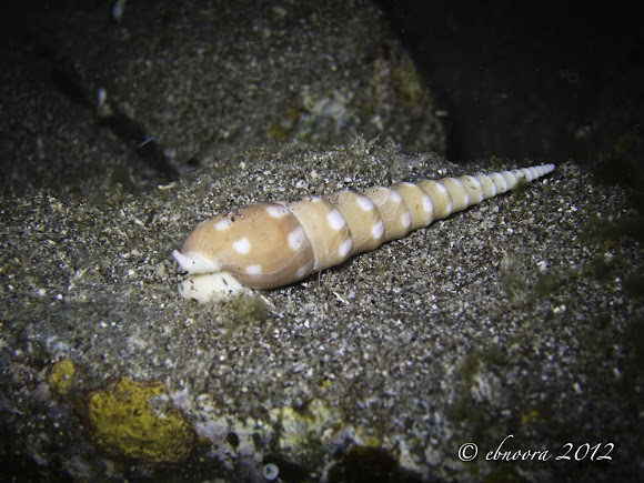 Eyed Auger Snail, Spotted Auger, White-spotted Auger | Project Noah