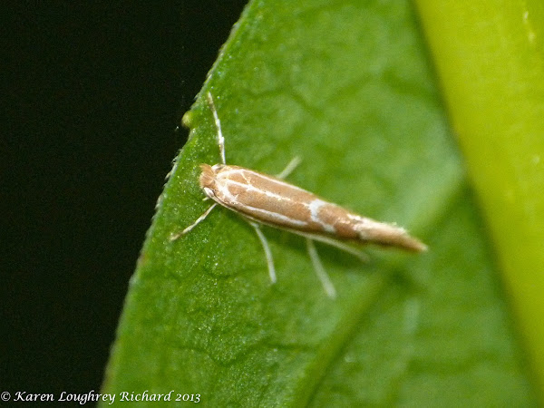 Firethorn leaf miner | Project Noah