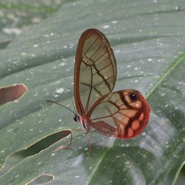 Pink tipped Satyr | Project Noah