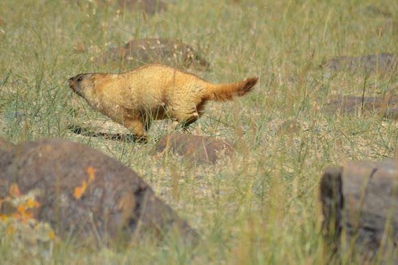 Tarbagan marmot | Project Noah