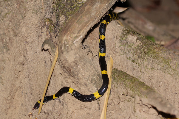 Laotian Wolf Snake | Project Noah