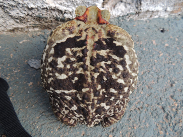 Giant Marine Toad/Cane Toad | Project Noah