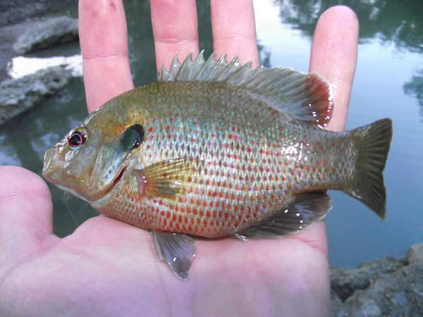 Red-spotted Sunfish | Project Noah