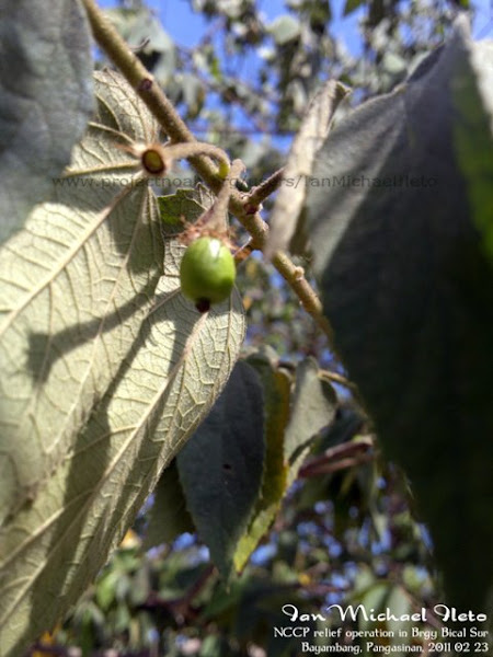 Aratilis, Jamaican cherry | Project Noah