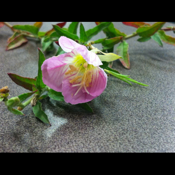 Scotch Heather | Project Noah