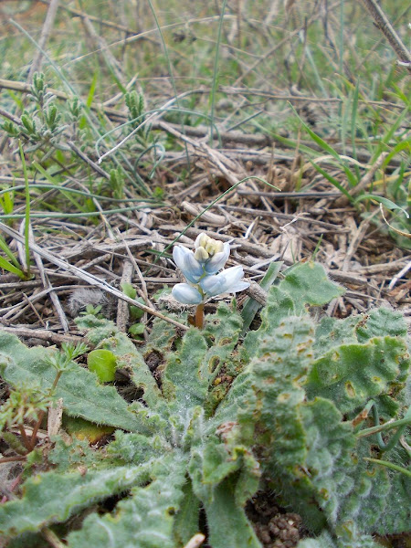 Greek Bellevalia (Μπελλεβάλια η υακινθοειδής) | Project Noah