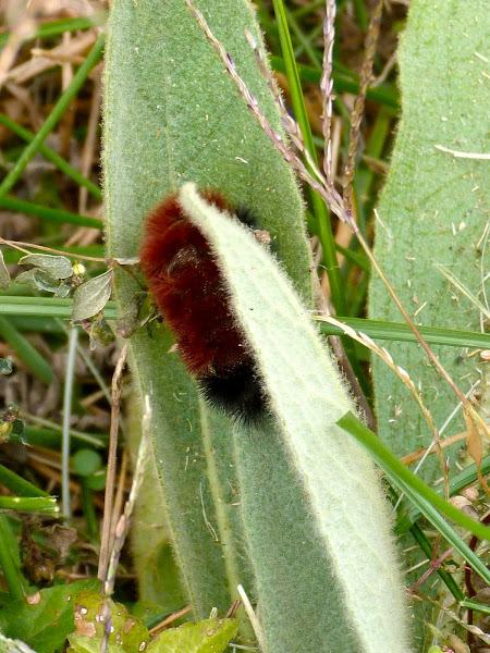 Isabella tiger moth caterpillar (banded woolly bear) | Project Noah