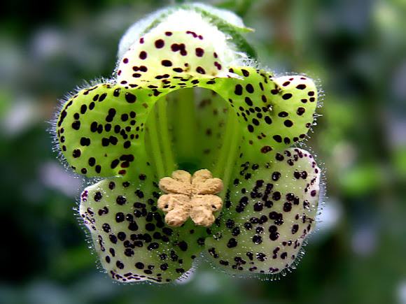 Gesneriaceae | Project Noah