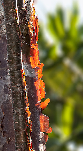 Gumbo-Limbo Tree | Project Noah