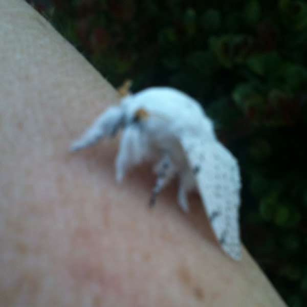 Dot-lined White (moth) | Project Noah