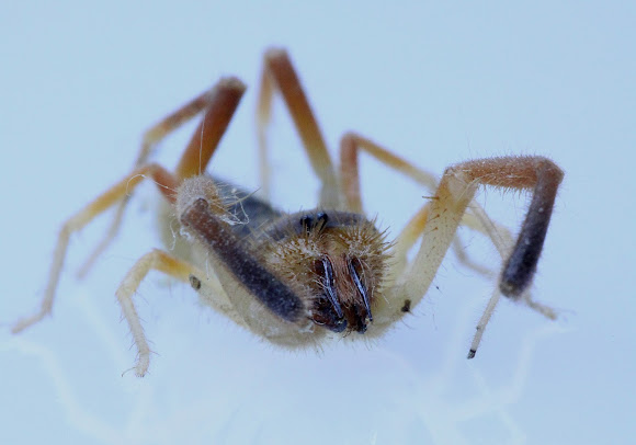 Solifugae | Project Noah