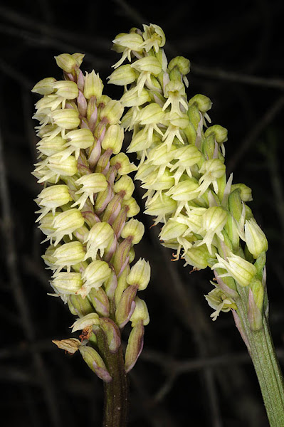 Dense-flowered Orchid | Project Noah