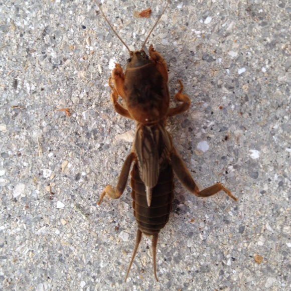 Mole cricket | Project Noah