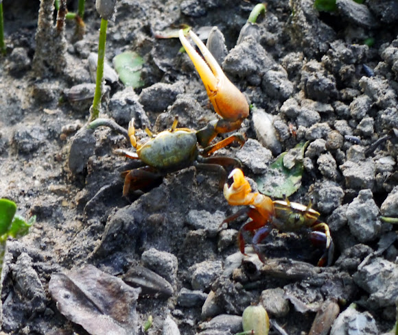 mudflat Fiddler crab | Project Noah