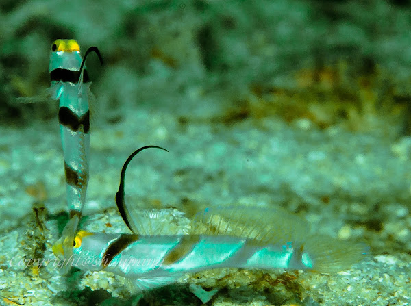 Black ray shrimp goby | Project Noah