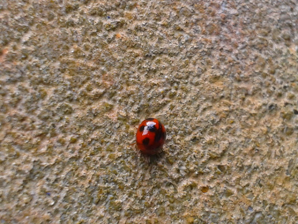 Six-spotted Zigzag Ladybird | Project Noah