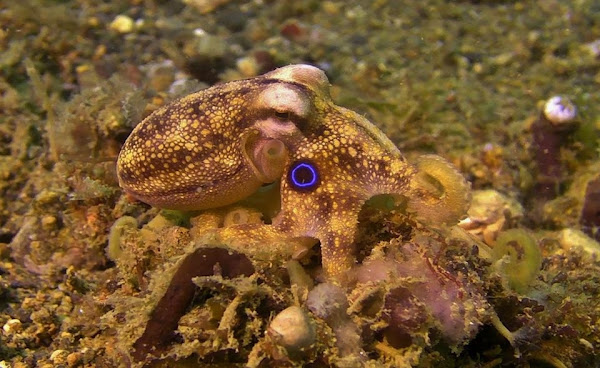 Occelated Blue-ringed Octopus/Mototi Octopus | Project Noah