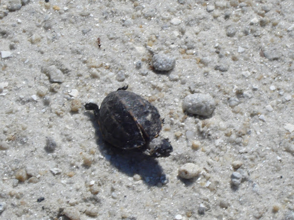Striped Mud Turtle | Project Noah