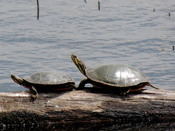 Painted Turtle | Project Noah