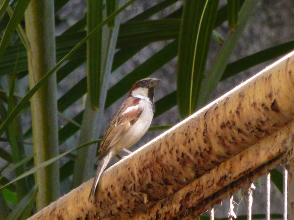 Indian house sparrow(Male) | Project Noah