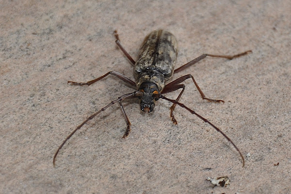 Large Brown Longicorn Beetle | Project Noah