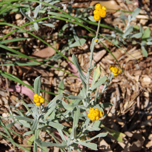 Button Everlasting | Project Noah