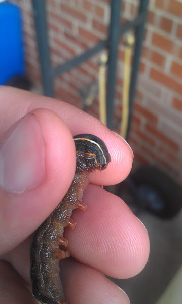 Yellow striped armyworm | Project Noah