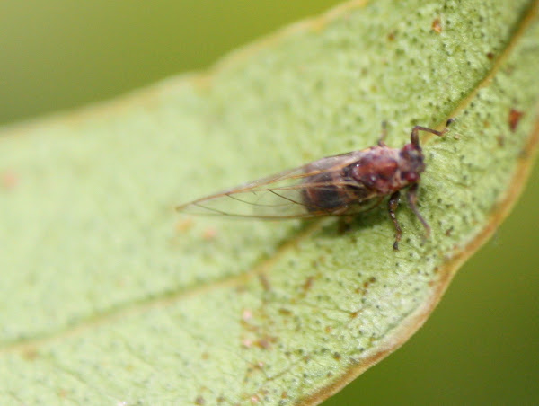 Psyllids emerging | Project Noah