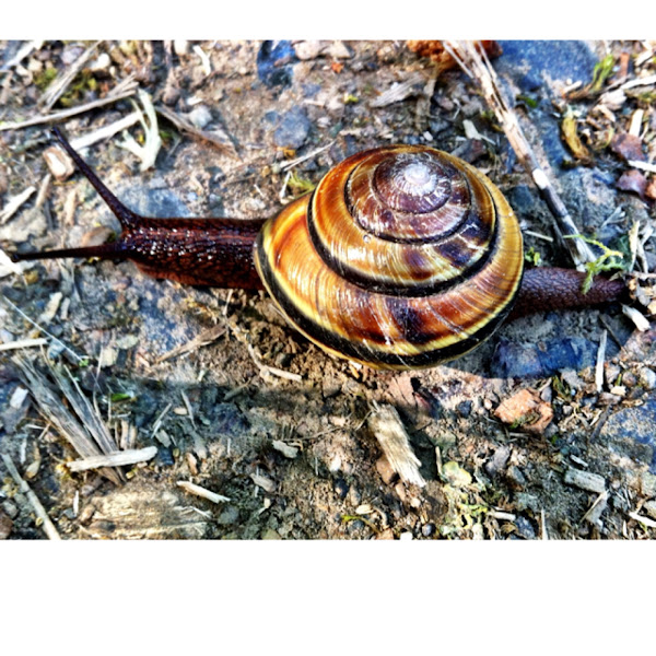 Pacific sideband snail | Project Noah
