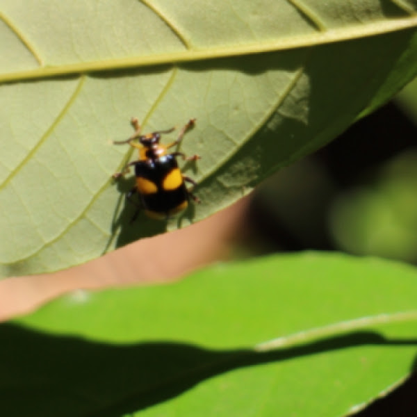 leaf beetle | Project Noah